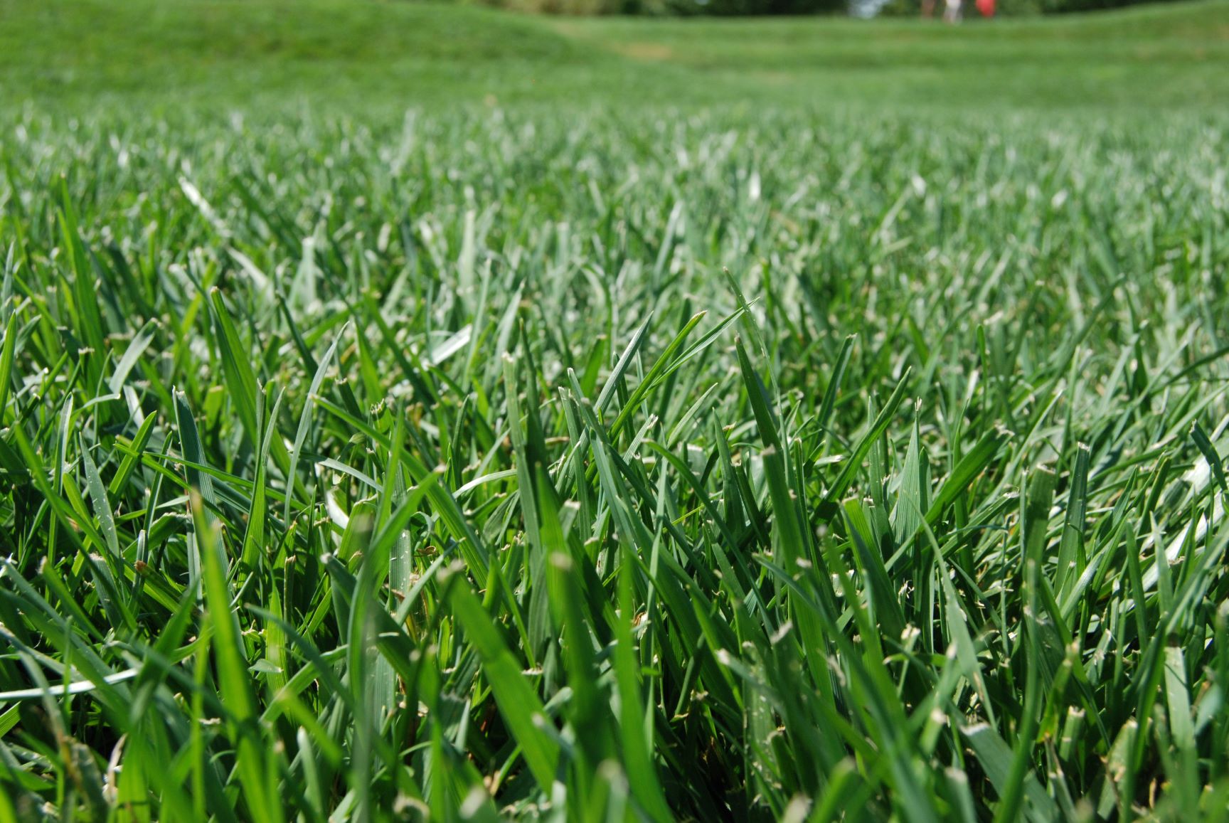 Selecting Turfgrass - Lawn to Lake